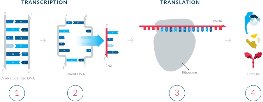 MRNA Vaccine - PharmProm.Net Glossary